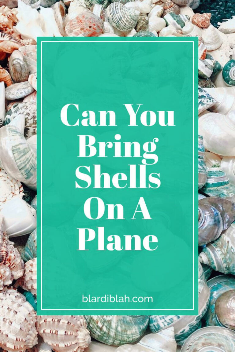 Can You Bring Shells On A Plane